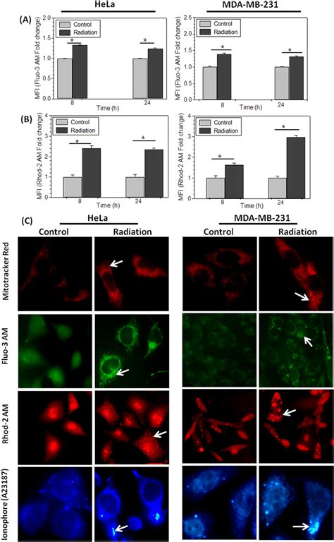 Radiation Induces Mitochondrial Ca 2 Accumulation A And B Bar Download Scientific Diagram