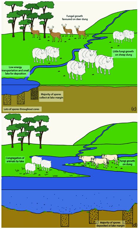 Schematic Diagram Of The Possible External Influences On Spores At The