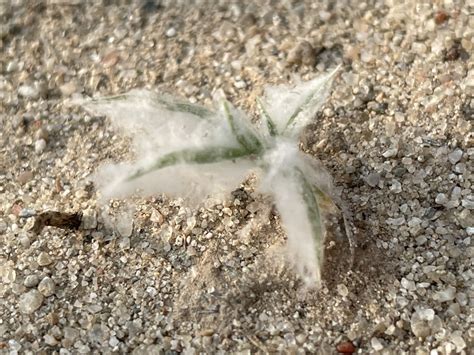 False Buffalograss Search Native Plant Hub