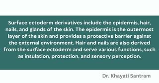 Ectoderm Derivatives Pdf