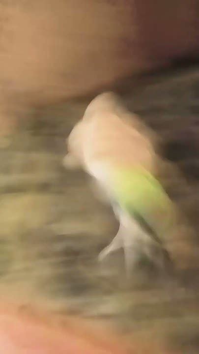 я не смог этого ₽ ₽ ₽ зайца убить Youtube