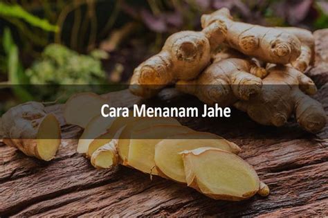 8 Cara Menanam Jahe Agar Panen Melimpah Dan Kualitas Baik