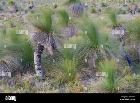 Landscape With Grass Trees In Western Australia Stock Photo Alamy