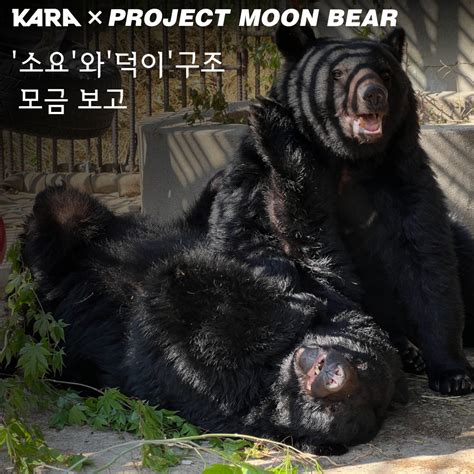 소요와 덕이 구조 모금 보고 곰 보금자리 프로젝트 Project Moon Bear