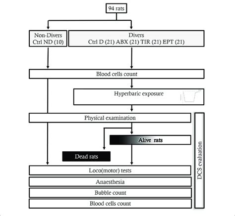 Flow Chart Of The Experiment Download Scientific Diagram