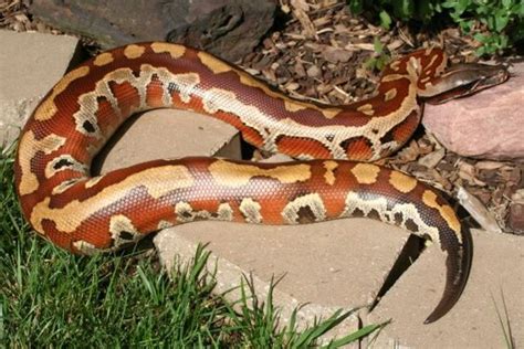 Blood Python Facts And Pictures