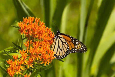 Top 10 Animals And Wildlife In The Appalachian Mountains Animals