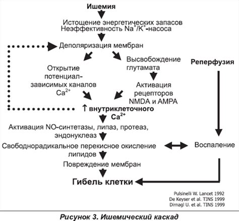 Немембранным Компонентом Нервной Клетки Является - deadspecification