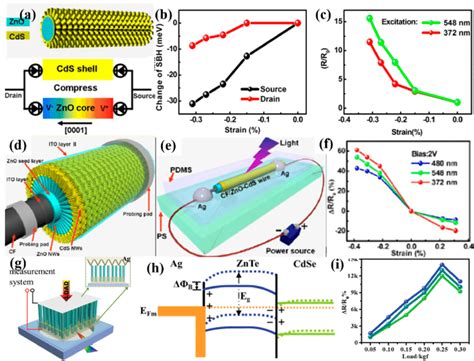 A Schematic Diagram Of Znocds Core Shell Structure Top The