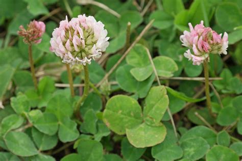 Trifolium Repens
