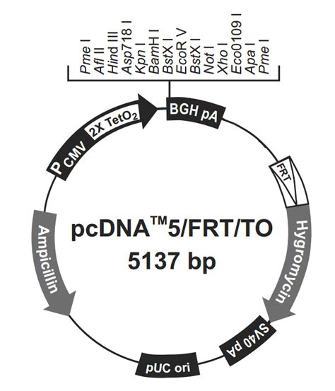 Pcdna5frtto载体质粒图谱、序列、抗性、价格、测序引物、大小等信息生物风载体