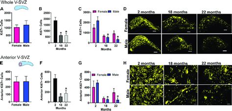 Npc Proliferation In Vivo Is Affected By Age And Sex Immunostaining For Download Scientific