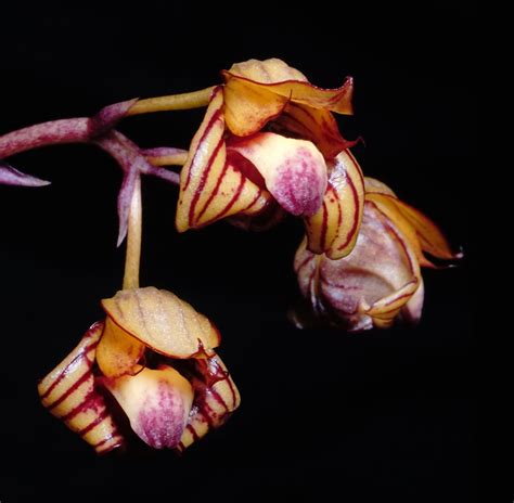 Species New To Science Botany • 2022 Bulbophyllum Pulanense