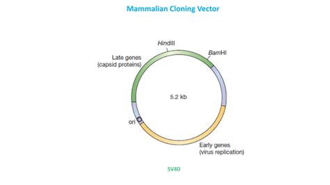 Eukaryotic Cloning Vector For Genetic Diversity Analysis Ppt