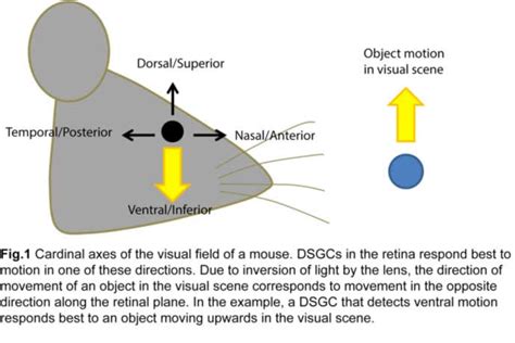 38 The Anatomy And Physiology Of Direction Selective Retinal Ganglion