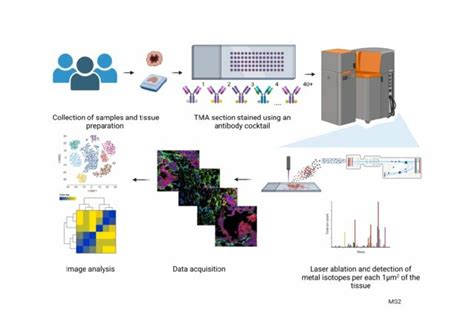 a schematic overview of the imaging mass cytometry workflow created