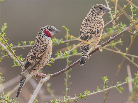 Ch M Nh I M Danh C C Lo I Chim Di Th V Nh T Th Gi I Redsvn Net