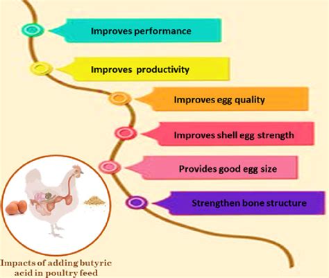 Impacts Of Adding Butyric Acid In Poultry Feed Download Scientific Diagram