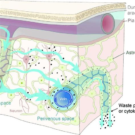 Model Of Glymphatic Fluid Movement Cerebrospinal Fluid Csf Enters