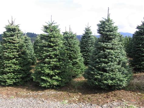 10 Best Trees For Wet Soil ProGardenTips