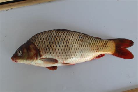 Fish Detection Using Deep Learning Object Detection Dataset And Pre