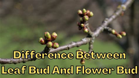 Difference Between Buds And Flowers At Ruben Williams Blog