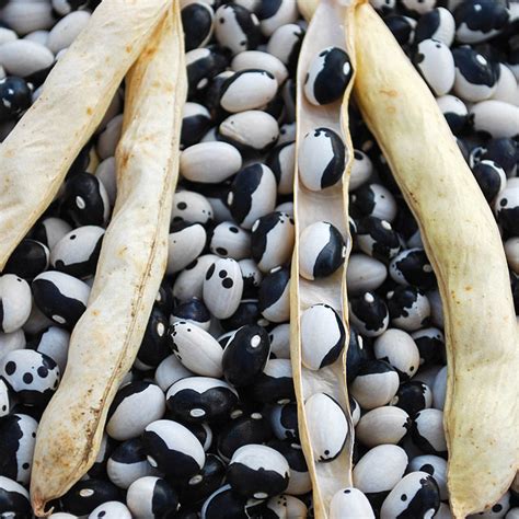 calypso shell bean seeds gurney s seed and nursery