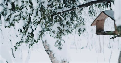 감기 겨울 겨울 동화나라 경치 경치가 좋은 계절 계절성 고요한 광야 꽁꽁 언 나무 나뭇가지 녹색 눈 눈