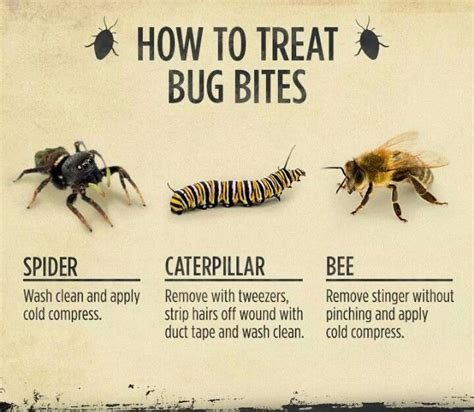 How To Treat Bug Bites Bug Bites Bed Bug Facts Take Care Of Your Body