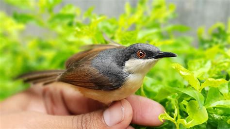 Understanding Function Declarations Vs Function Expressions In