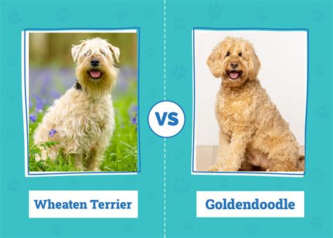 Wheaten Terrier Vs Goldendoodle Differences Explained With Info