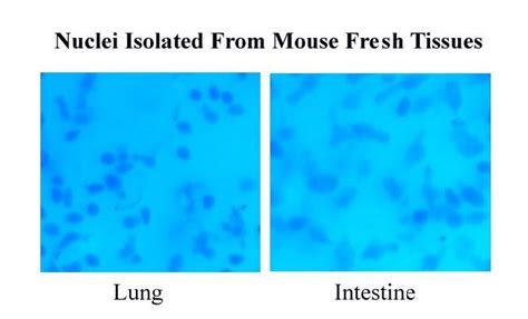 Minute™ Single Nucleus Isolation Kit For Tissues Cells Invent