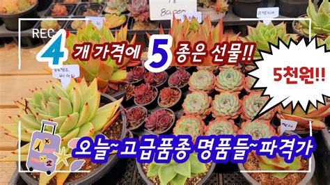 오늘은~5천에 신상 고급종들 21품종고급종대품 신상을~ 완전 대품 착한가격 5종은 4만원 상당은 선물 Youtube