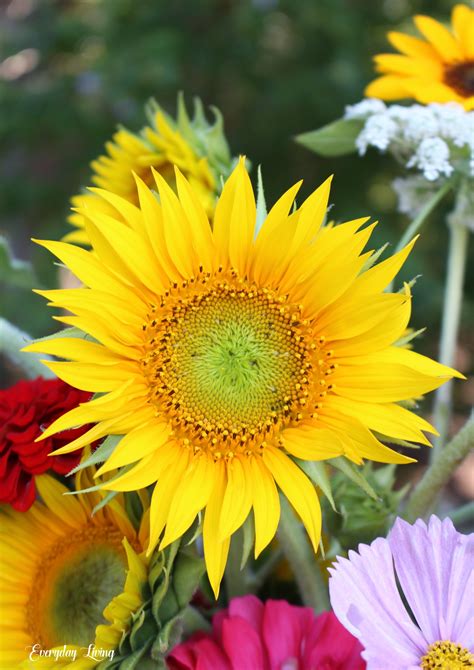 Sunflowers Welcome September