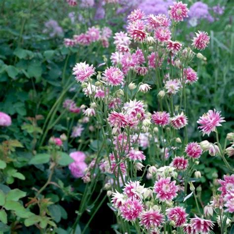 Akeleje 'Pink Barlow' - Blomsterløg - Plantetorvet.dk