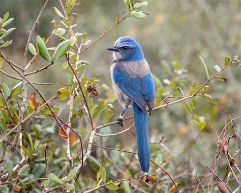 Florida Scrub Jay • Florida Wildlife Federation