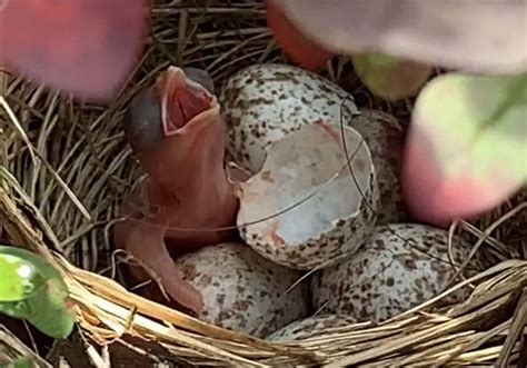 Song Sparrow Eggs Song Sparrow Radford University Phenology