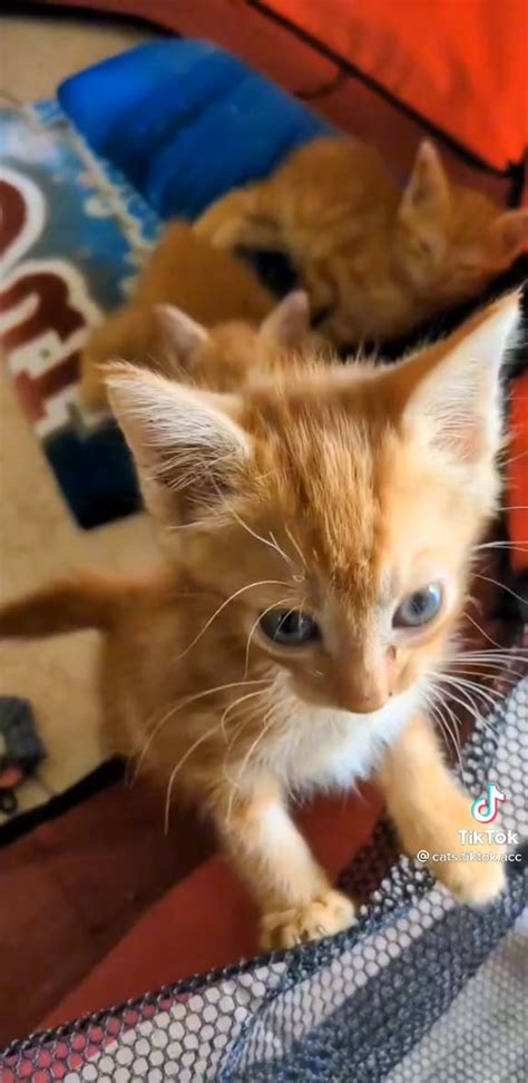 Squirrel The Kitten Advocates For Their People R Tiktokcringe