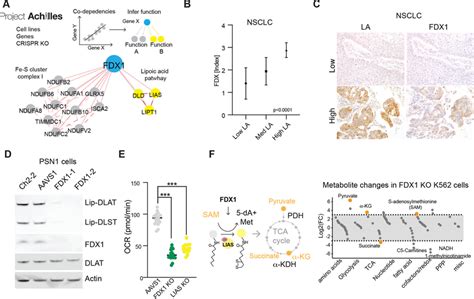 Fdx1 Is An Upstream Regulator Of Protein Lipoylation A Correlation