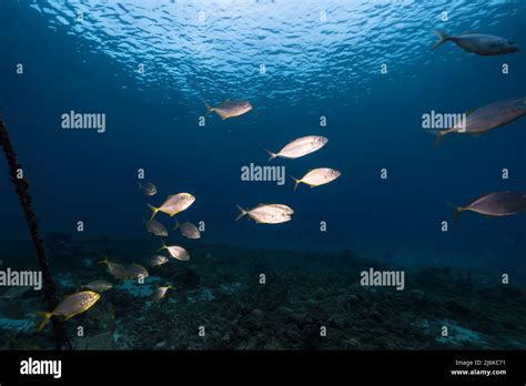Dusk Seascape With School Of Fish Yellow Jacks In The Coral Reef Of