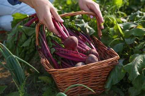 Woman With Freshly Harvested Beetroots Outdoors Closeup Stock Image