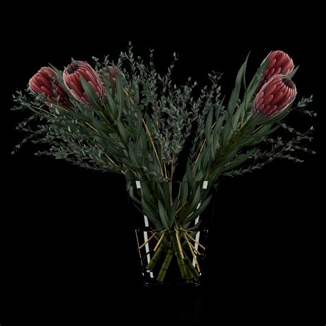 프로테아and유칼립투스 파비폴리아 3d 모델 33 Max Free3d