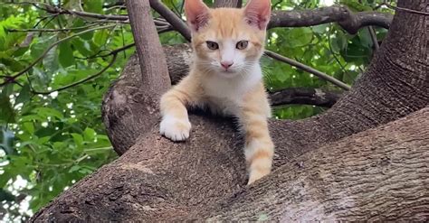 Curious Ginger Kitten Climbing Tree Outdoors Free Stock Video Footage