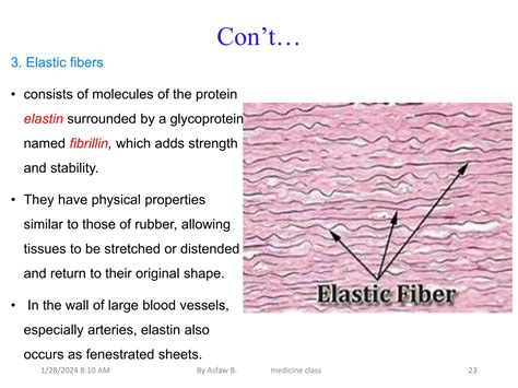 General Concept About Connective Tissue Ppt General Concept About Connective Tissue Ppt