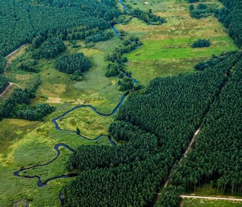 Forest Monitoring Collective Crunch