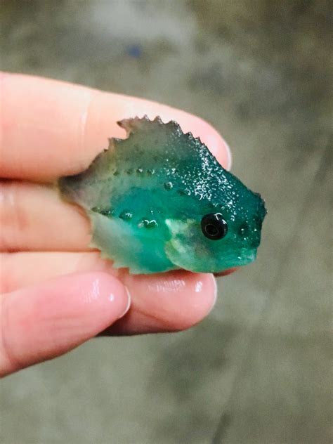 Lumpfish Center For Cooperative Aquaculture Research University Of