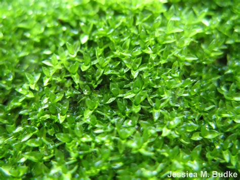 Moss Plants And More March 2013