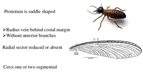 Isoptera