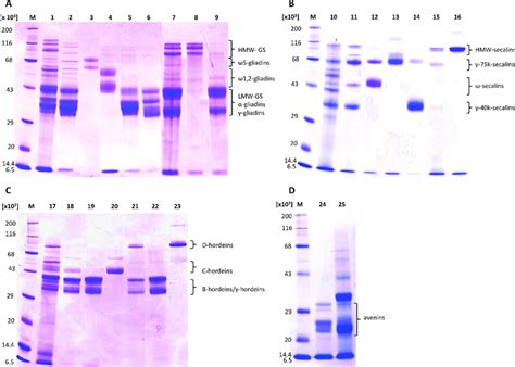 Sds Page Of Flours Prolamin And Glutelin Fractions And Isolated Gluten
