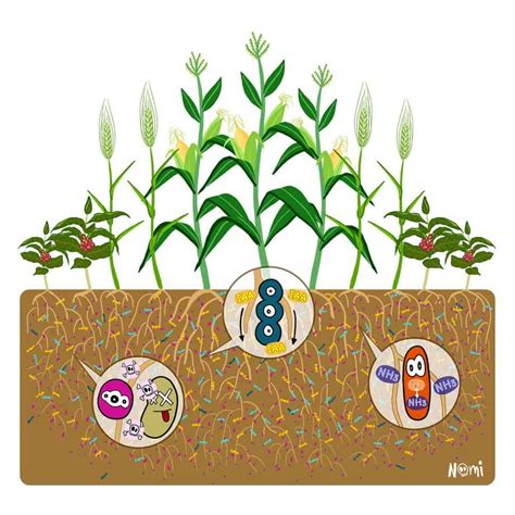 Microbes As Biofertilizers For A Sustainable Agriculture Bacterialworld